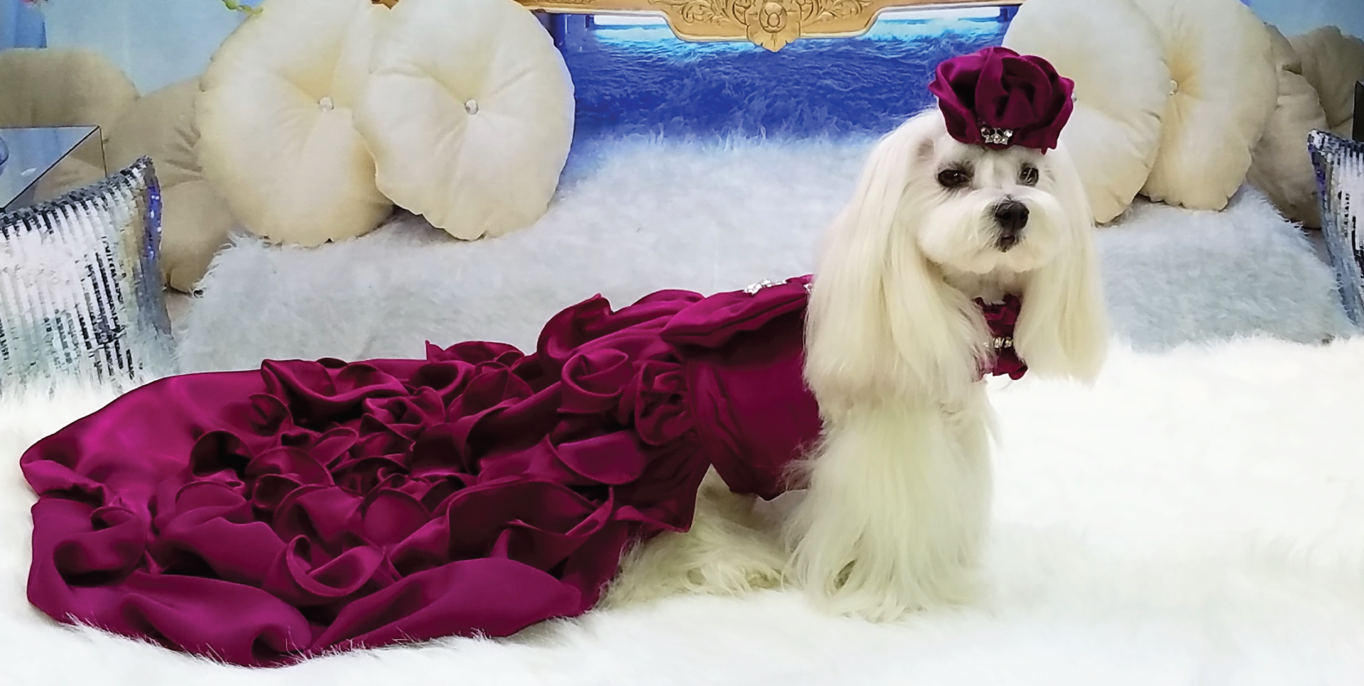 Bark N Boujee - Pampered Pooch Couture