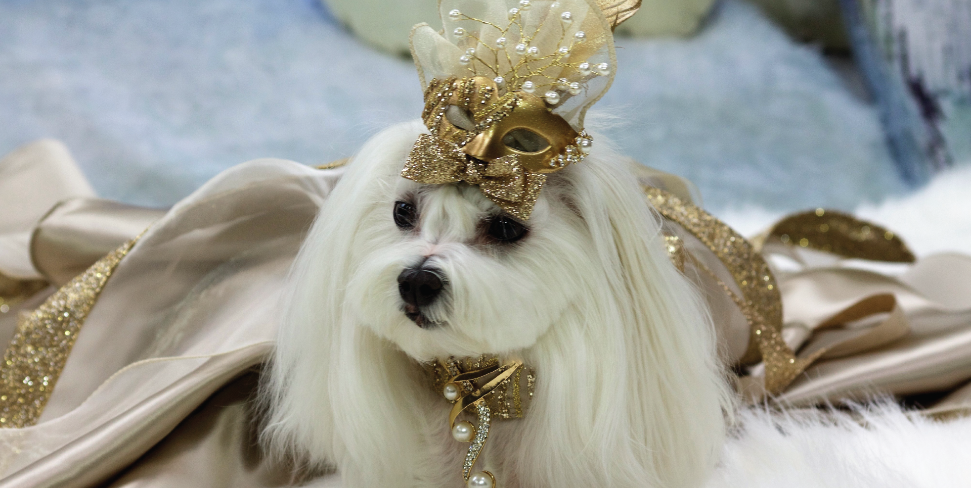 Bark N Boujee - Pampered Pooch Couture